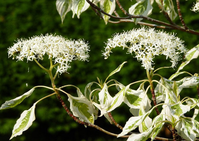 Cornus controversa 'Variegata', svída sporná 'Variegata', vícekmen, 100 ...