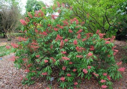 Aesculus pavia 'Humulis', jírovec pávie 'Humilis', 18-20, bal :: Dovoz ...